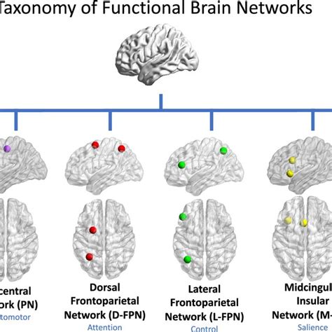Dorsal Frontoparietal Network A Coactivation Map Based On Coordinates Download Scientific