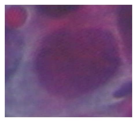 A Test Image B Feature Learned At Conv1 Download Scientific Diagram