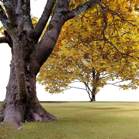 Acer Macrophyllum Autumn Model Turbosquid 1930046