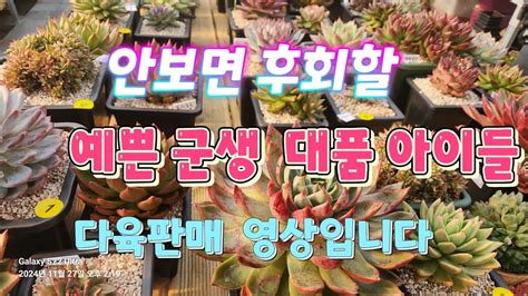 🖐🪴 🌼판매종료되었습니다🌼다육이 판매 영상 입니다 꼭 들러서 한번씩 봐주세요 감사합니다 🙇 군생다육이창다육이라푼젤다육 Youtube