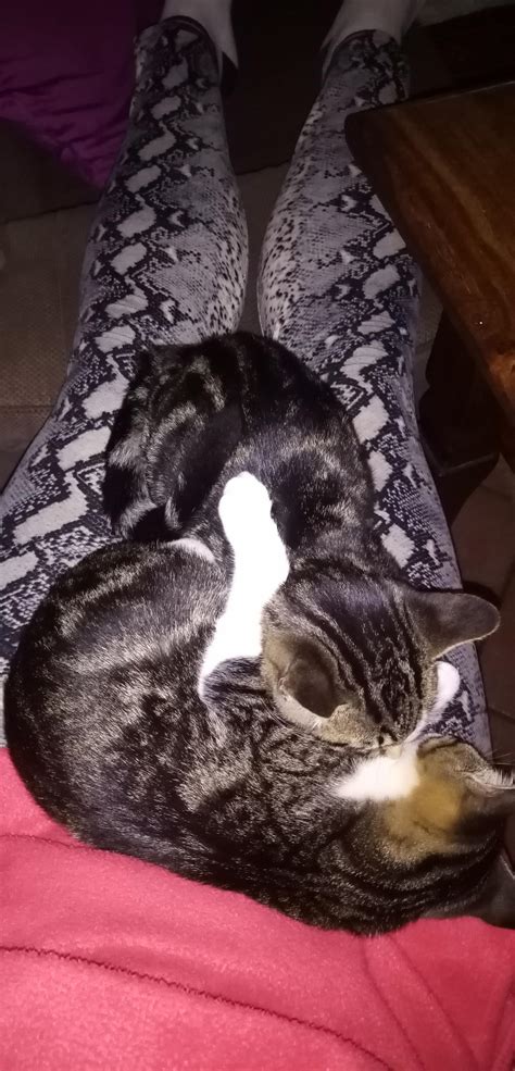 I Love My Brother Scrolller