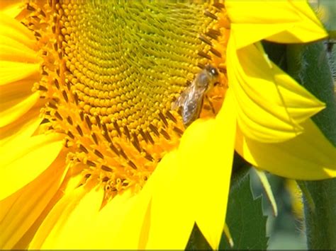 Производителите на олио искат украински слънчоглед това е интересът и на потребителите Дебати