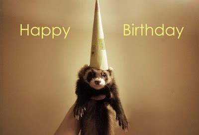 Happy Birthday Hansell Ferret Birthday Happy Birthday