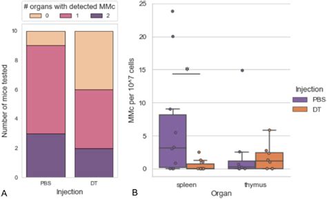 Detection And Depletion Of Maternal Cells In The Spleens And Thymus Of