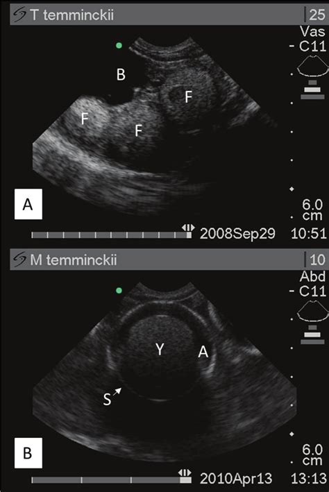 Determining Sexual Size Dimorphism In An Alligator Snapping Turtle Macrochelys Temminckii