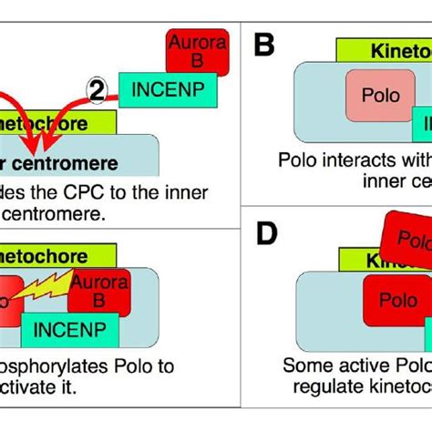 Model For The Interactions Between The Cpc And Polo Kinase At The Download Scientific Diagram