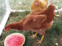 Red Sex Link BackYard Chickens Learn How To Raise Chickens