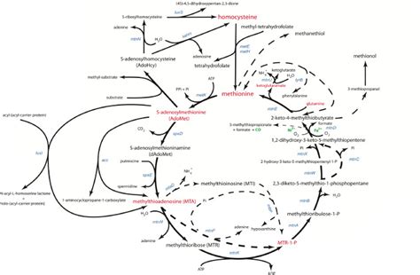 Summary Of The Methionine Salvage Pathway While Methionine And