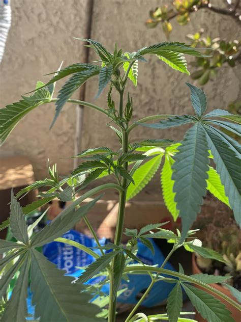 Help To Sex The Plants Rtrees