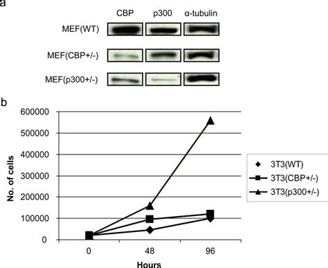 Endogenous Cbp And P300 Expression In And The Growth Of Wild Type Cbp
