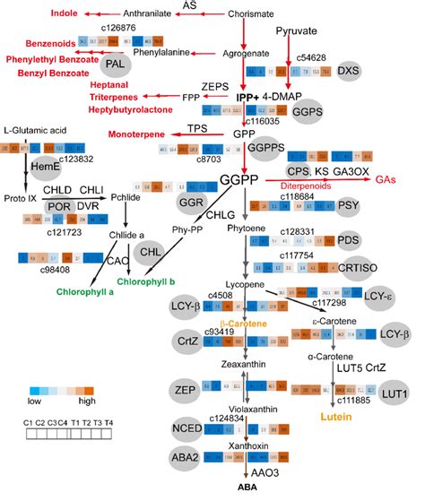 Three Branches Of Mep Pathway Include Carotenoids Biosynthesis The