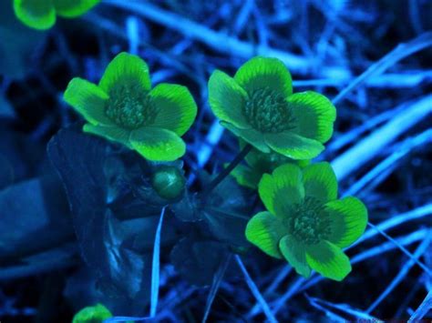 Today About A Caltha Palustris Buttercup Marsh Marigold Spring Flower Shot In Deep Uv Using A