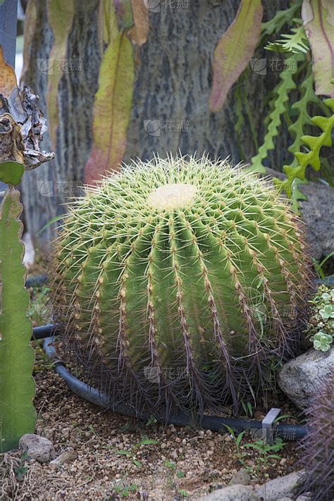 花园里各种各样的仙人掌
