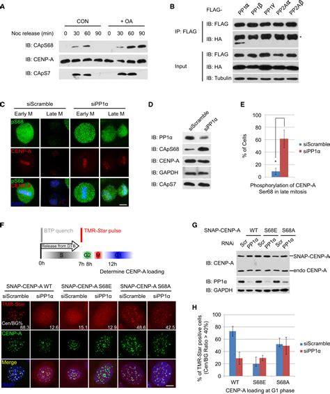 Dynamic Phosphorylation Of Cenp A At Ser68 Orchestrates Its Cell Cycle Dependent Deposition At