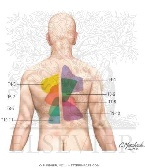 Thoracic Zygapophyseal Joint Pain Referral Patterns