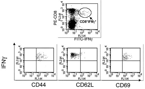 Application Of The Intracellular Gamma Interferon Assay To Recalculate The Potency Of Cd8 T
