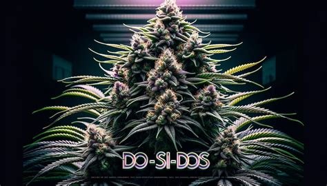 Do Si Dos Strain Review Cannabis Potency And Effects
