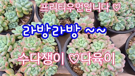 241019프리티우먼 💕 다육이 ♡수다쟁이 공방분 만나보실께요수다쟁이 다육이 Youtube