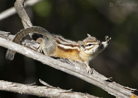 Least Chipmunk
