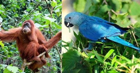 Կենդանիներ որոնք ոչնչացման եզրին են գտնվում պատճառը մարդկանց գործողություններն են Blognews Am