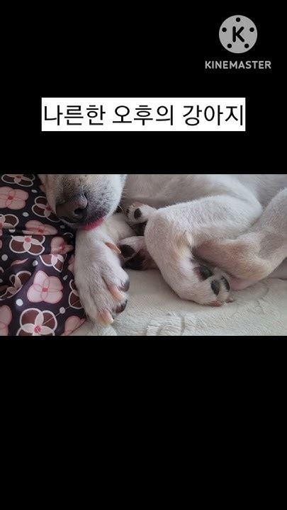 강아지의 낮잠 Youtube