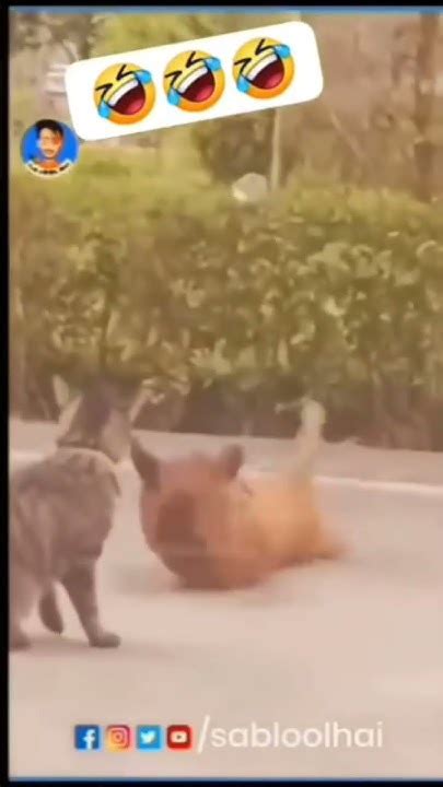🤣🤣🤣 Fany Vide🤣🤣🤣 Viral Fanyternding 🤣🤣🤣🤣 Youtube