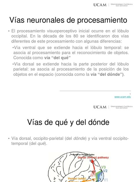 Vías De Procesamiento Visual Material Complementario Evaluable Pdf
