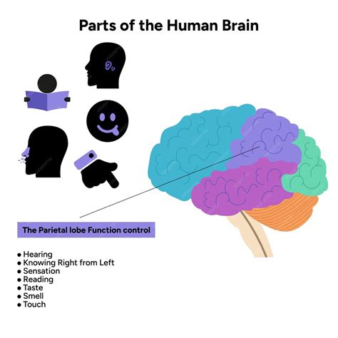 Premium Vector Parts Of Human Brain Anatomy With Colored Parts Diagram Medical Illustration