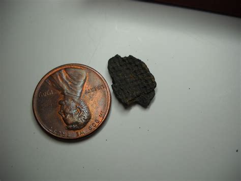 Bark What Kind Fossil Id The Fossil Forum Bark What Kind Fossil Id The Fossil Forum
