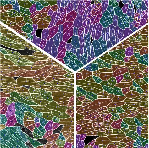 Unraveling Cell Polarity With The Help Of Ai Max Delbrück Center
