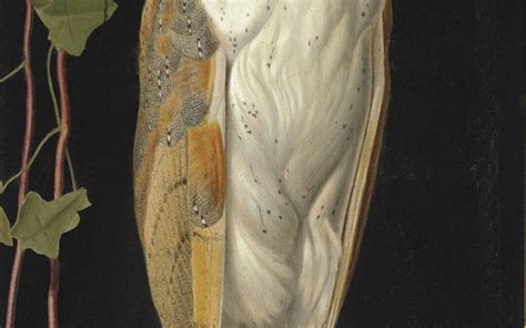 The Owl William James Webbe Cedric Suggests