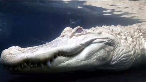 Albino Crocodile Characteristics Peculiarities And Behavior
