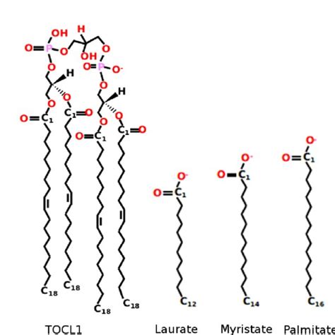 Molecular Structures For The Lipids Download Scientific Diagram