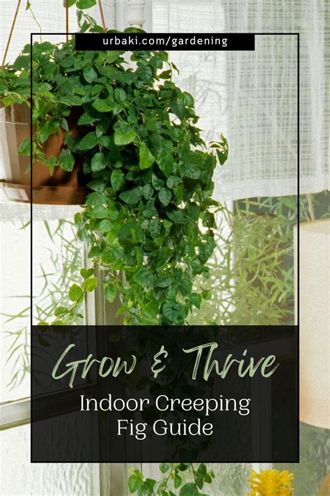 How To Grow And Care For Creeping Fig Indoors Ultimate Guide