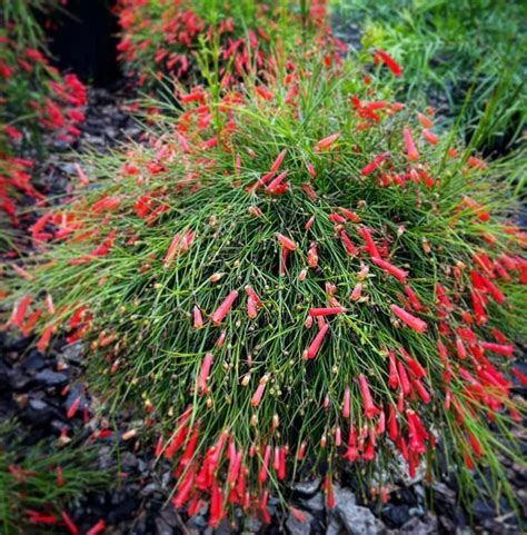 Firecracker Fern Plant Hummingbird Attracting Tropical Beauty 1