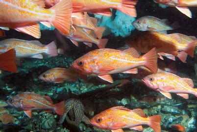 Oil Platforms Among Top Marine Fish Habitats Study Shows Occidental