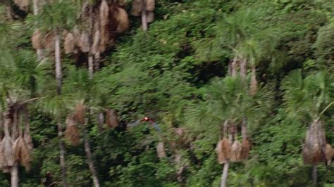 A Hoko Hoko Ono Jungle 2 Jungle Clip Cafe