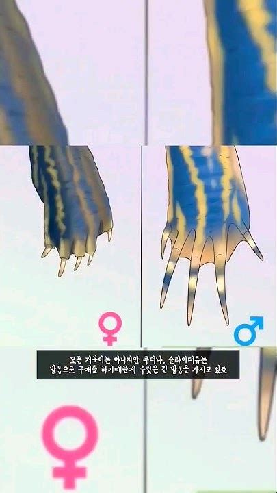 발톱길이에 따라서 암수구별 Youtube