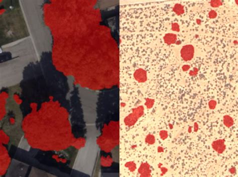 Ivms Adds Next Level Tree Detection With Ai Model Upgrade Aidash