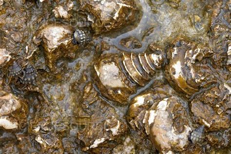 Gastropod Fossils Stock Image Science Source Images