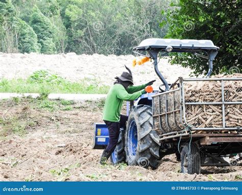 Cassava Farmer Thai Farmers Harvest Cassava In The Countryside Of