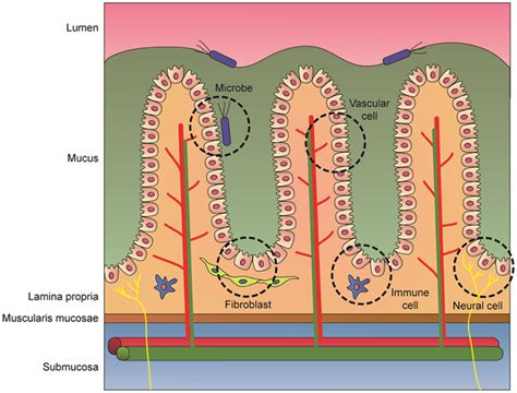 Structure Of Gi Mucus Membrane And Surrounding Tissue Adapted From 16