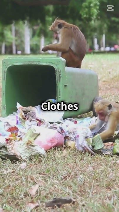 손에 들고 있는 물건도 뺏아 가는 원숭이 계곡에 수영하기 위해 옷을 벗어 놓으면 Youtube