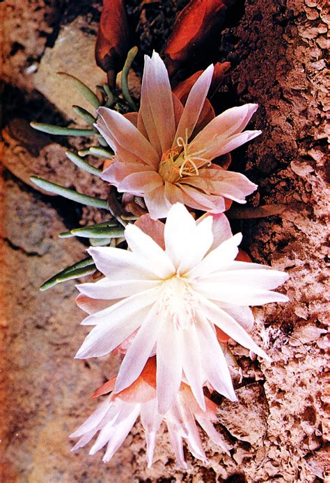Bitterroot Root
