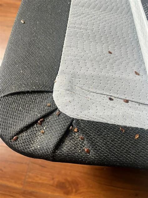 Bed Bug Pictures How To Identify Bed Bugs