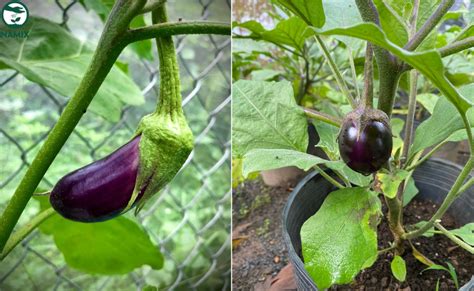 Cách Trồng Cà Tím đơn Giản Tại Nhà Trái To Nhiều