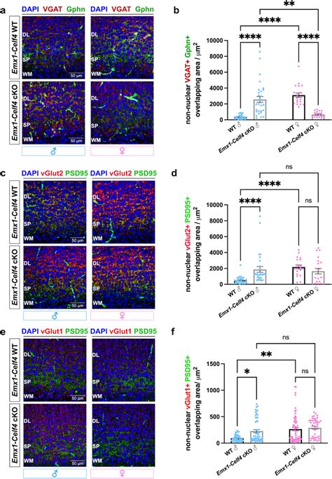 Celf4 Modulates The Formation Of Prenatal Gabaergic Thalamo Cortical Download Scientific