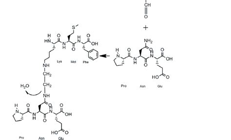 Protein Crosslinking By Formaldehyde Induced Methylene Bridges Download Scientific Diagram