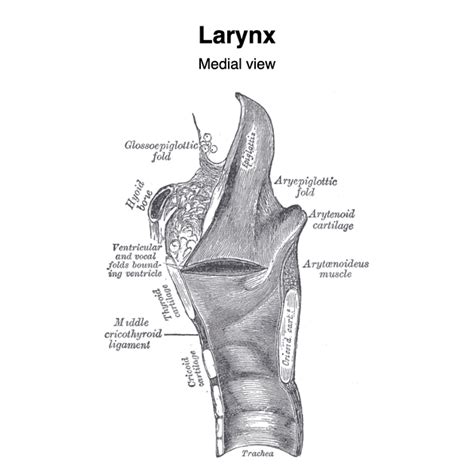 Lamina Cartilage Thyroid
