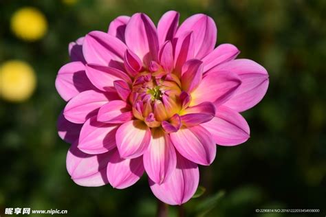 花摄影图 花草 生物世界 摄影图库 昵图网